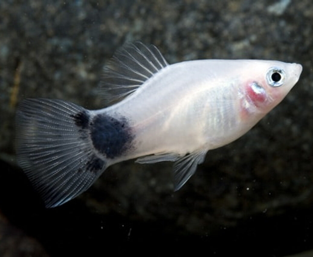 White Mickey Mouse Platy 2.5cm - MCCD